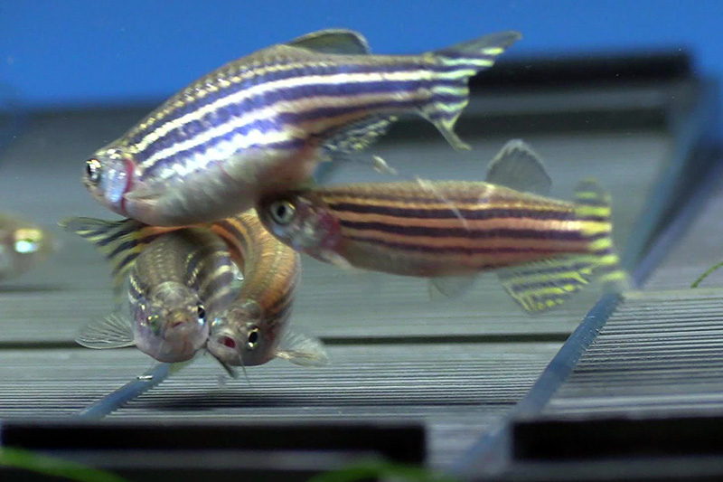 Mrest Zebre Danio - Danio rerio | Akvaristika i teraristika