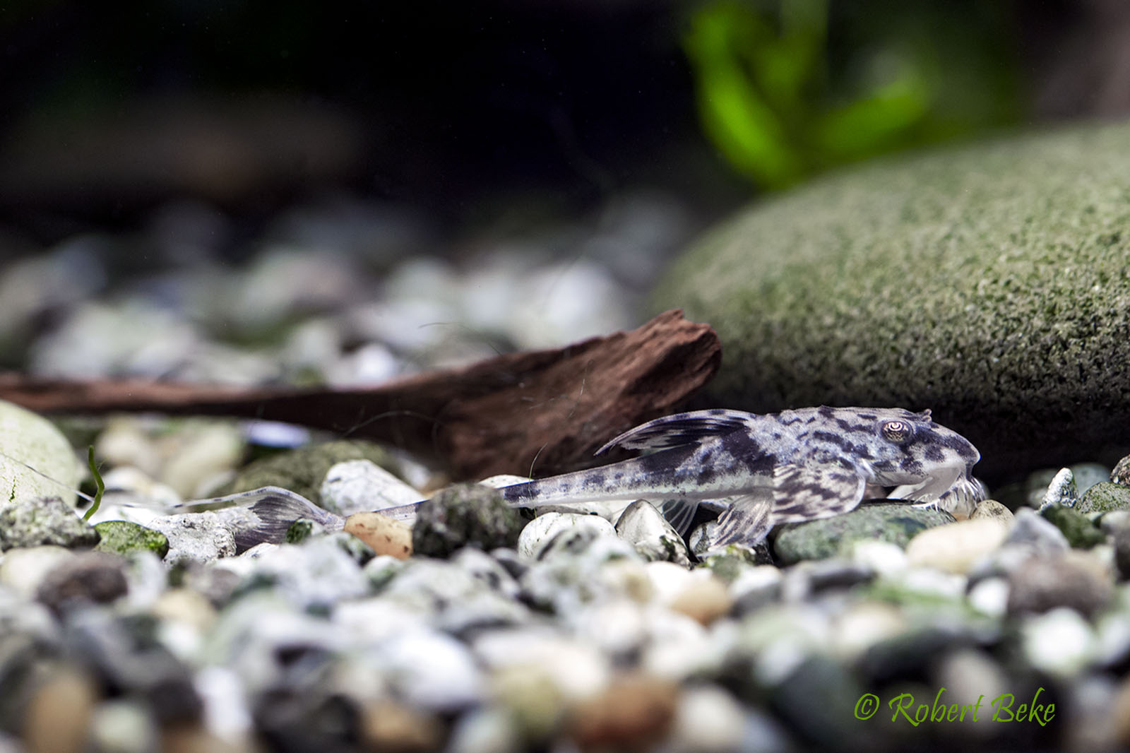 Marbled Whiptail Catfish - Loricaria simillima | Akvaristika i teraristika