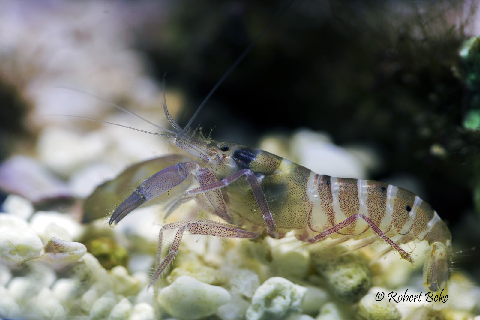 Pistol shrimp (Alpheidae) | Akvaristika i teraristika